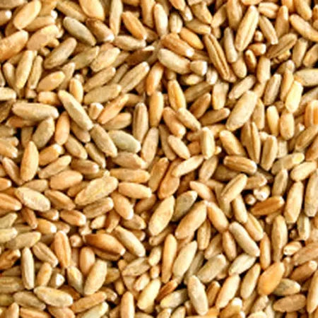Whole Rye Grain